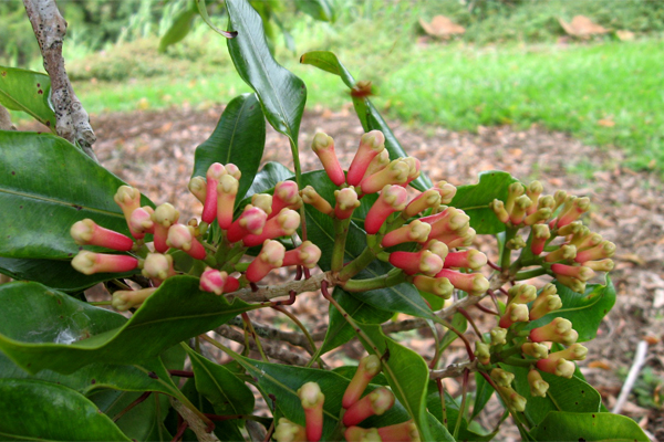 Fresh clove from Spice Tour in Zanzibar. | Cloves spice, Trees to plant ...