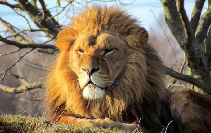 What Makes Big Five The Big Five? | Big Five on Safari | Tanzania ...